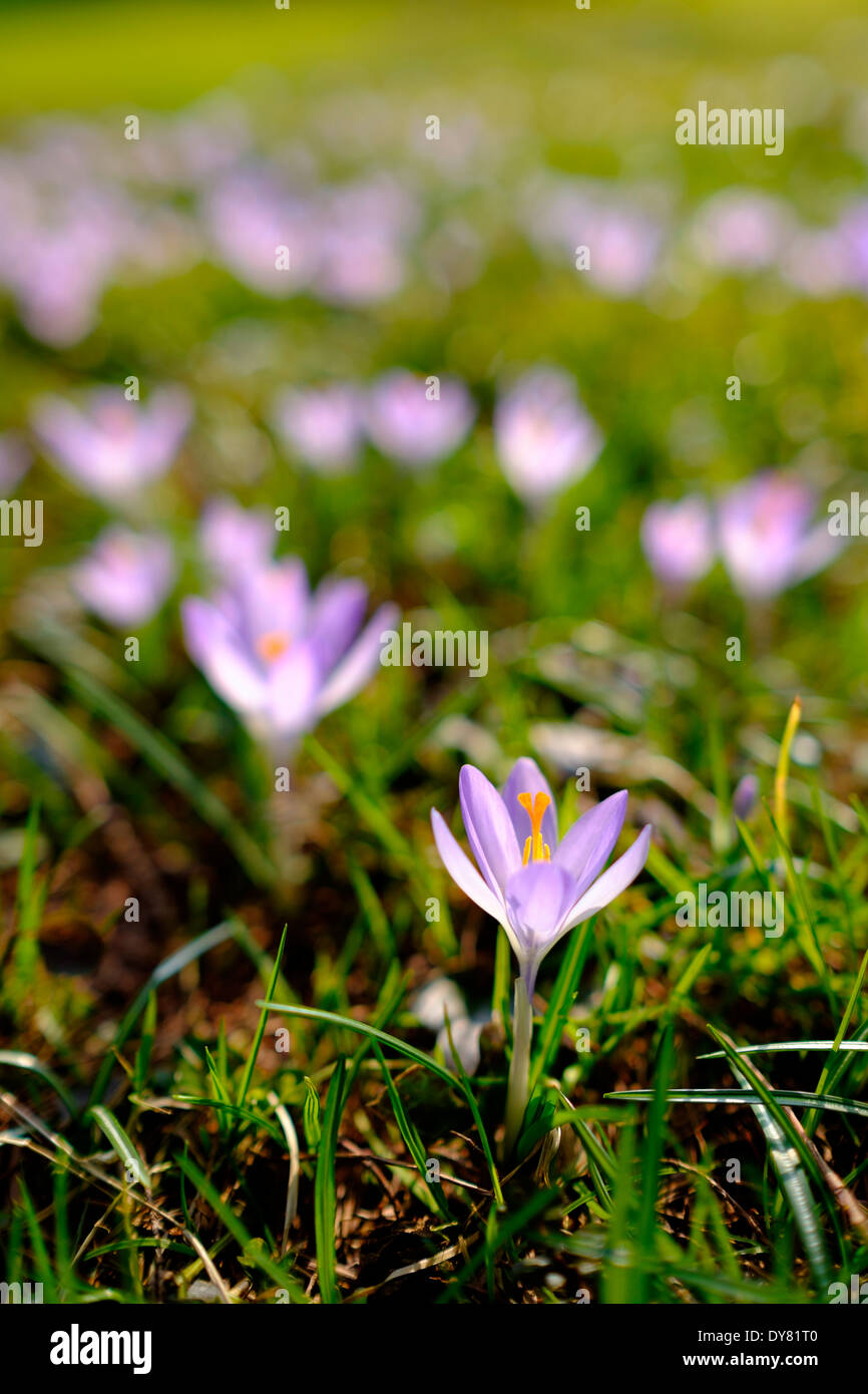 Crocus field hi-res stock photography and images - Alamy