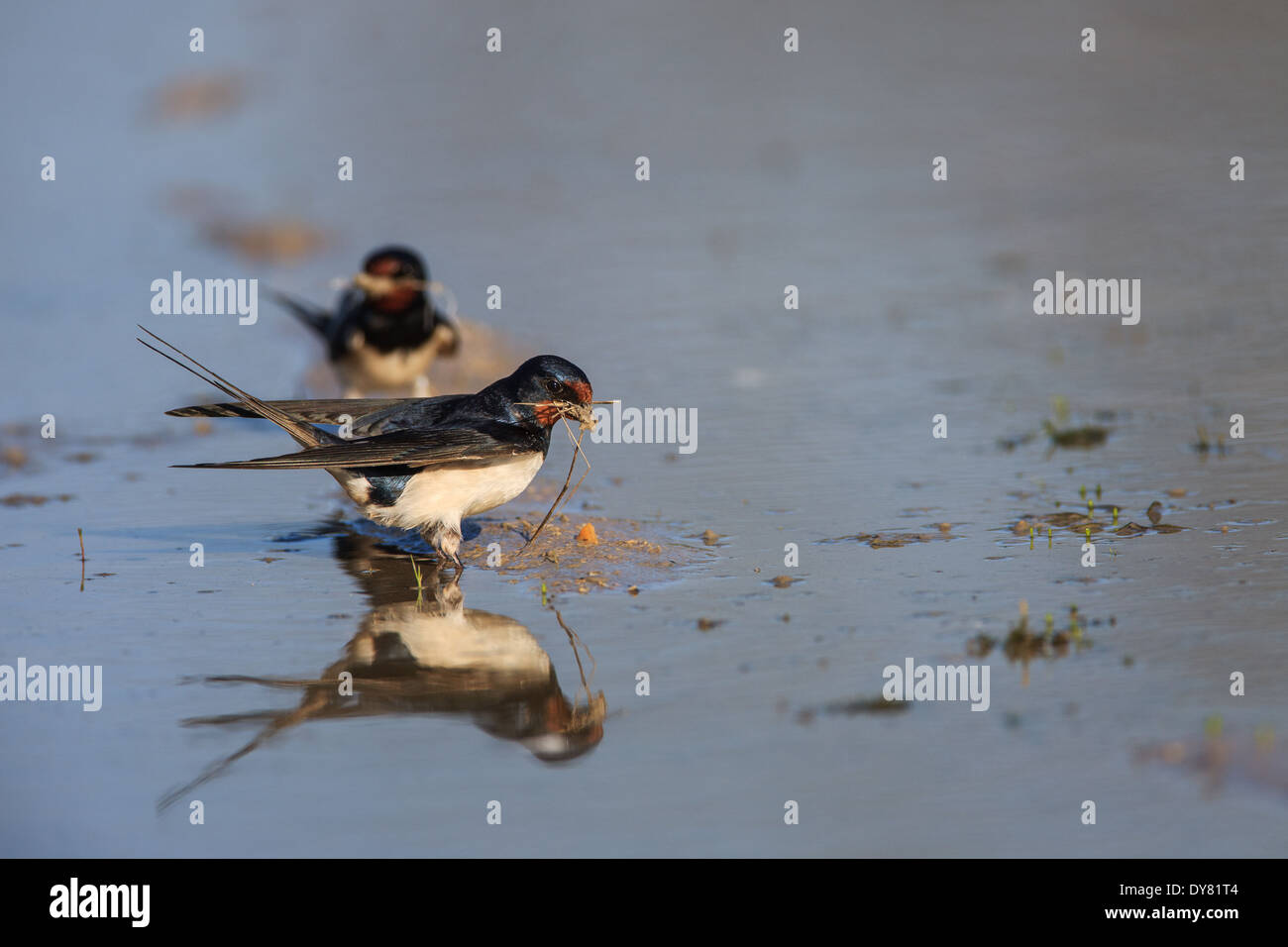 Preparing To Swallow A High Resolution Stock Photography and Images - Alamy