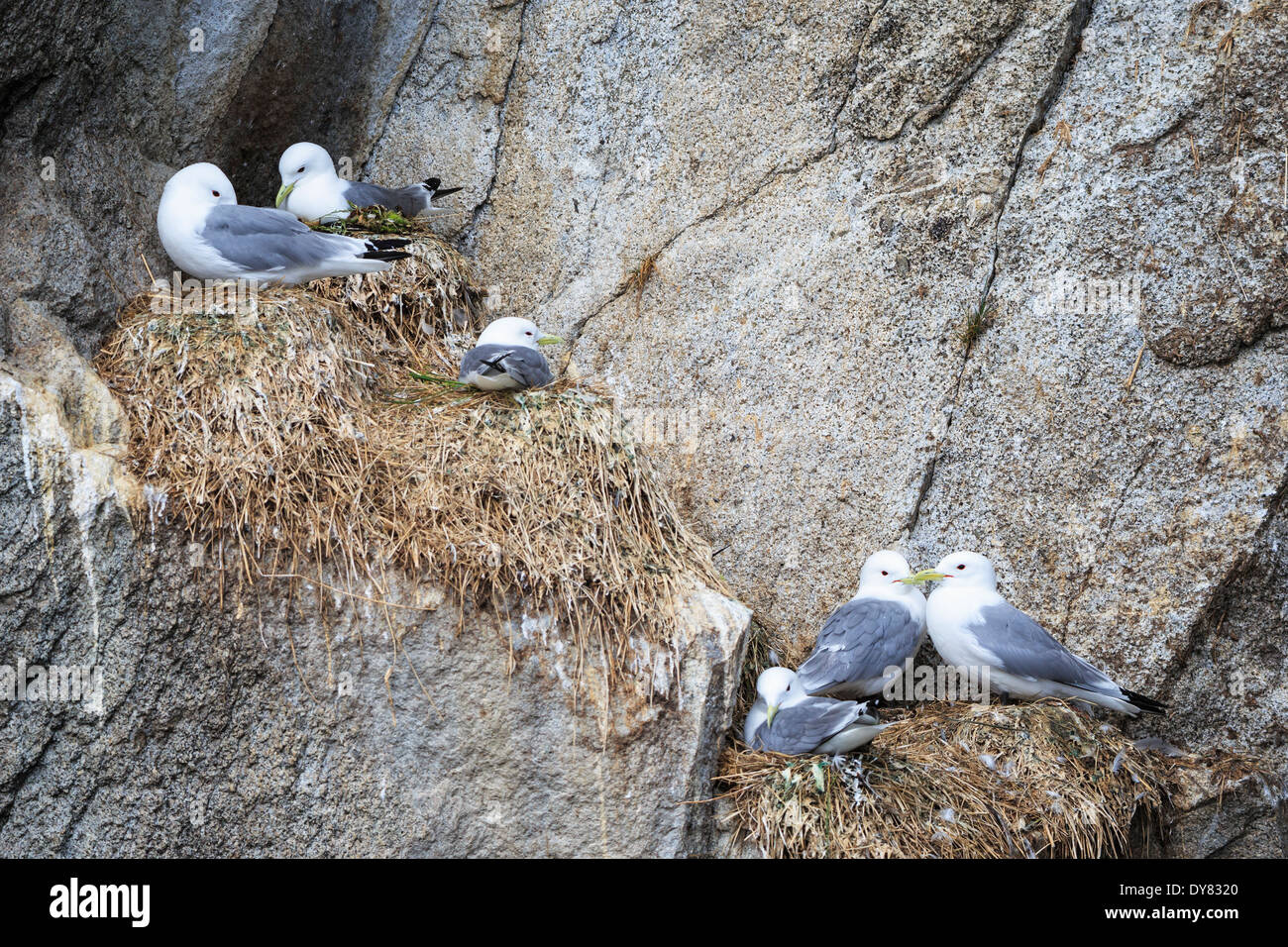 Six legged animals hi-res stock photography and images - Alamy