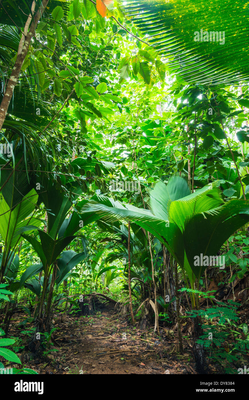 Valle de mai in seychelles! hi-res stock photography and images - Alamy