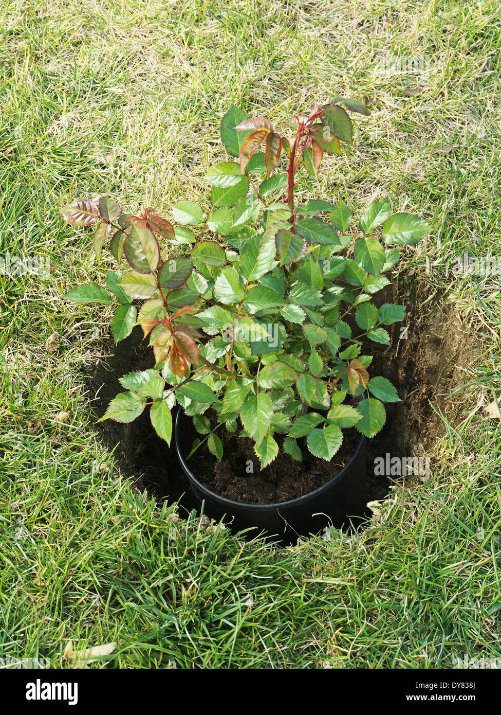 Dig hole for rose High Resolution Stock Photography and Images - Alamy