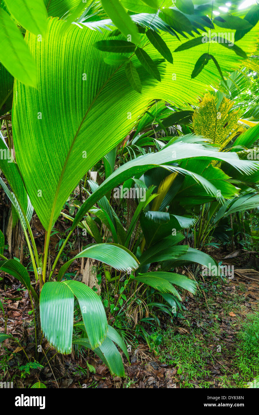 Valle de mai in seychelles! hi-res stock photography and images - Alamy