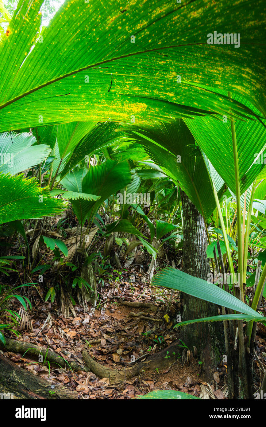 tropical forest in Valle de Mai, Praslin, Seychelles Stock Photo - Alamy