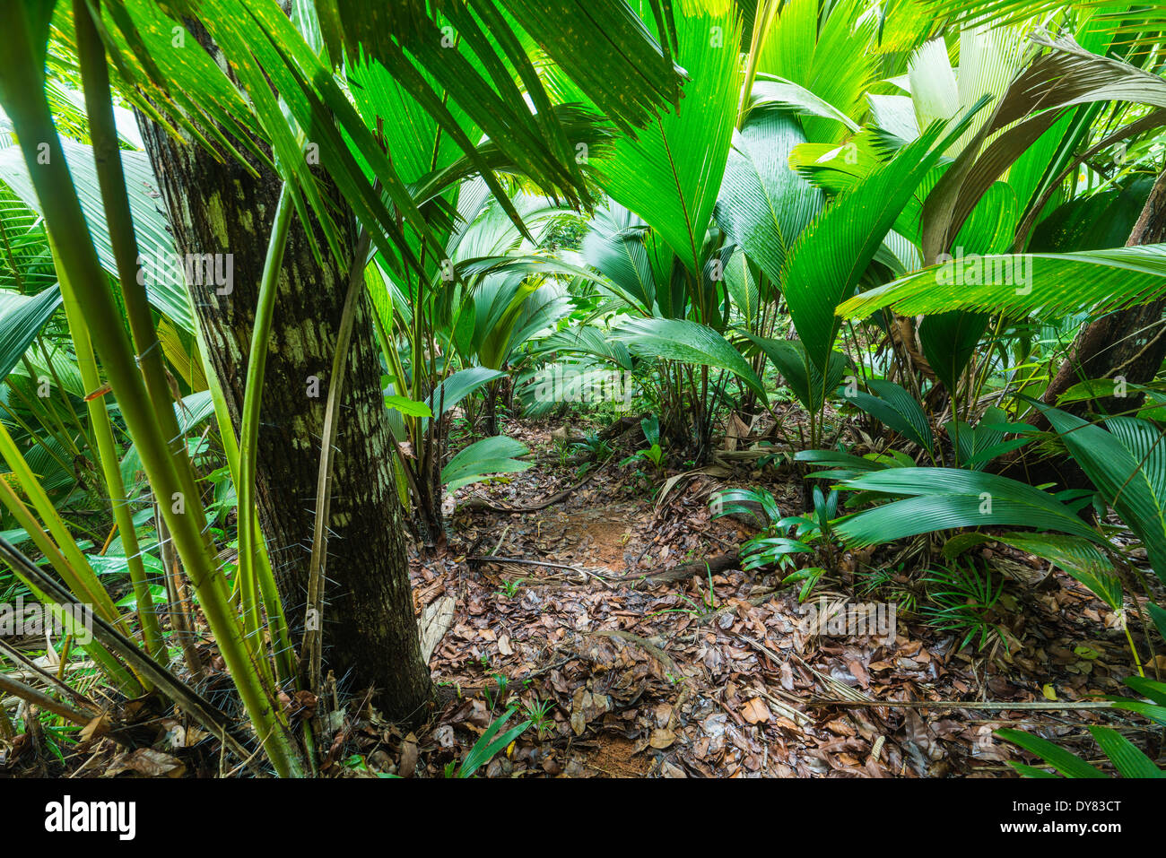tropical forest in Valle de Mai, Praslin, Seychelles Stock Photo - Alamy