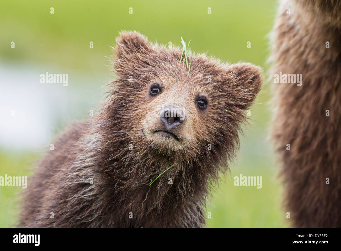 USA, Alaska, Lake Clark National Park and Preserve, Brown bear cub ...