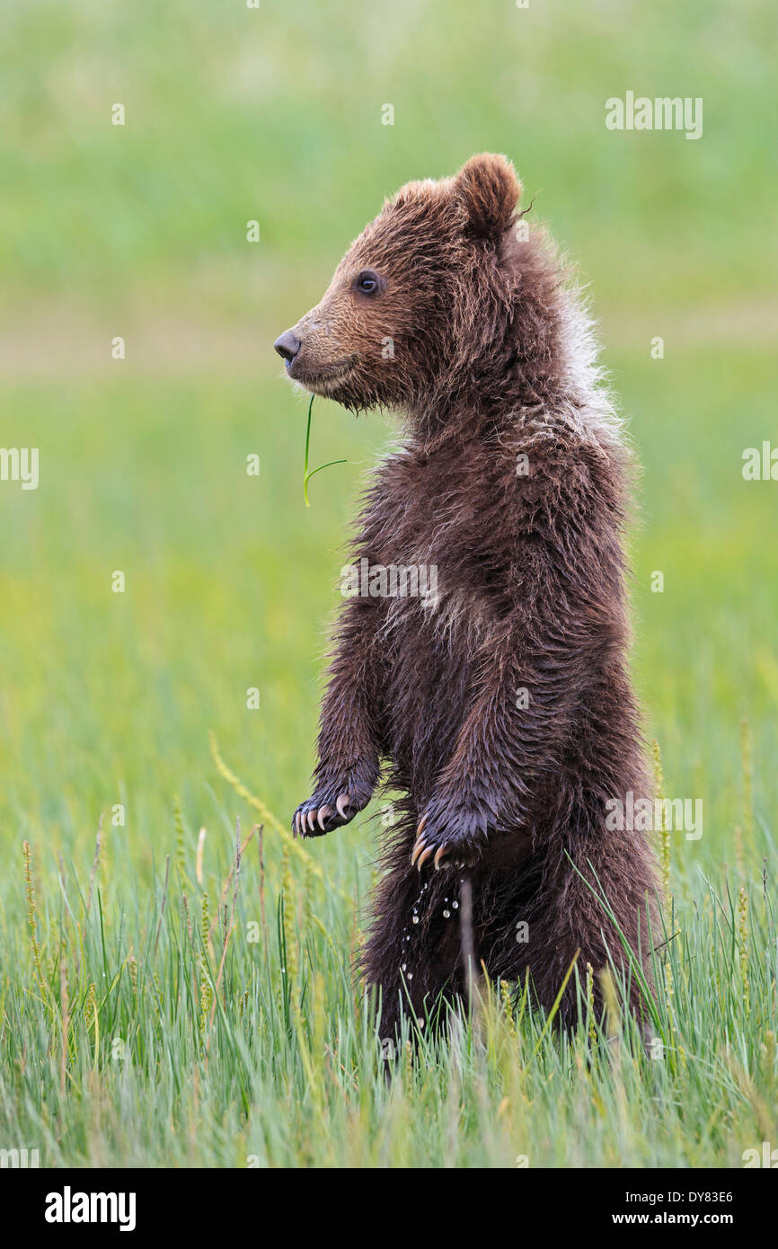 USA, Alaska, Lake Clark National Park and Preserve, Brown bear cub ...
