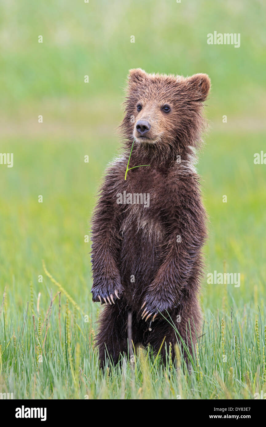 USA, Alaska, Lake Clark National Park and Preserve, Brown bear cub ...