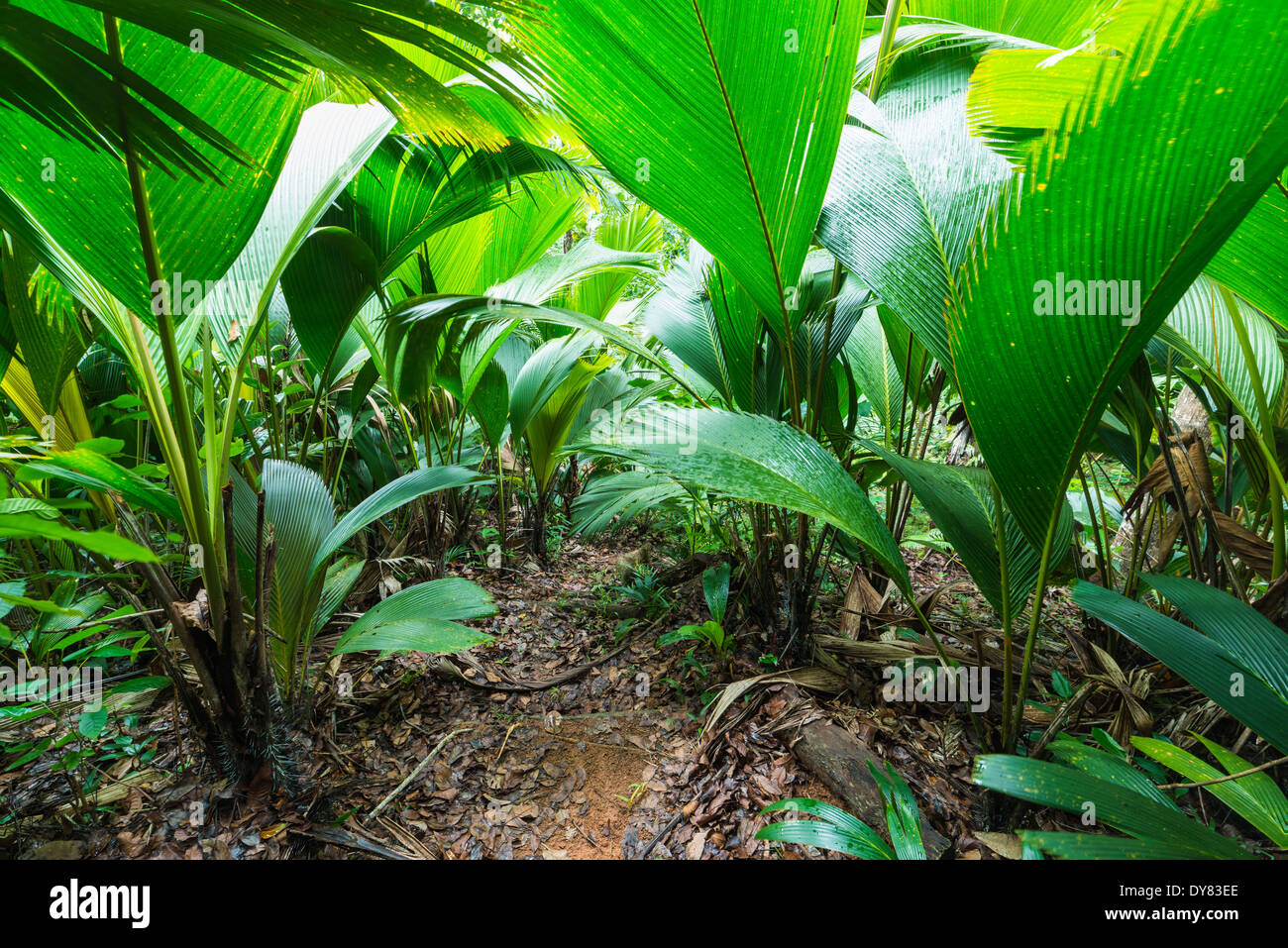 tropical forest in Valle de Mai, Praslin, Seychelles Stock Photo - Alamy