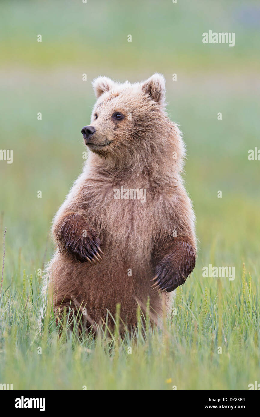 USA, Alaska, Lake Clark National Park and Preserve, Brown bear cub ...
