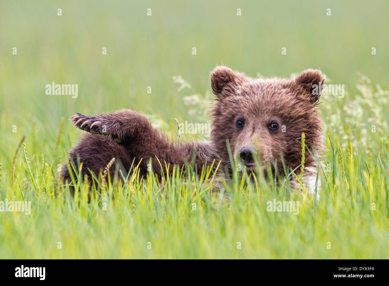 USA, Alaska, Lake Clark National Park and Preserve, Brown bear cub ...
