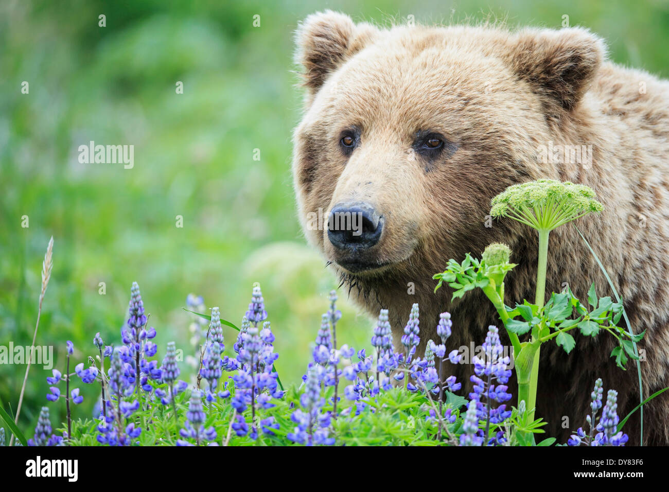 USA, Alaska, Lake Clark National Park and Preserve, Brown bear (Ursus ...