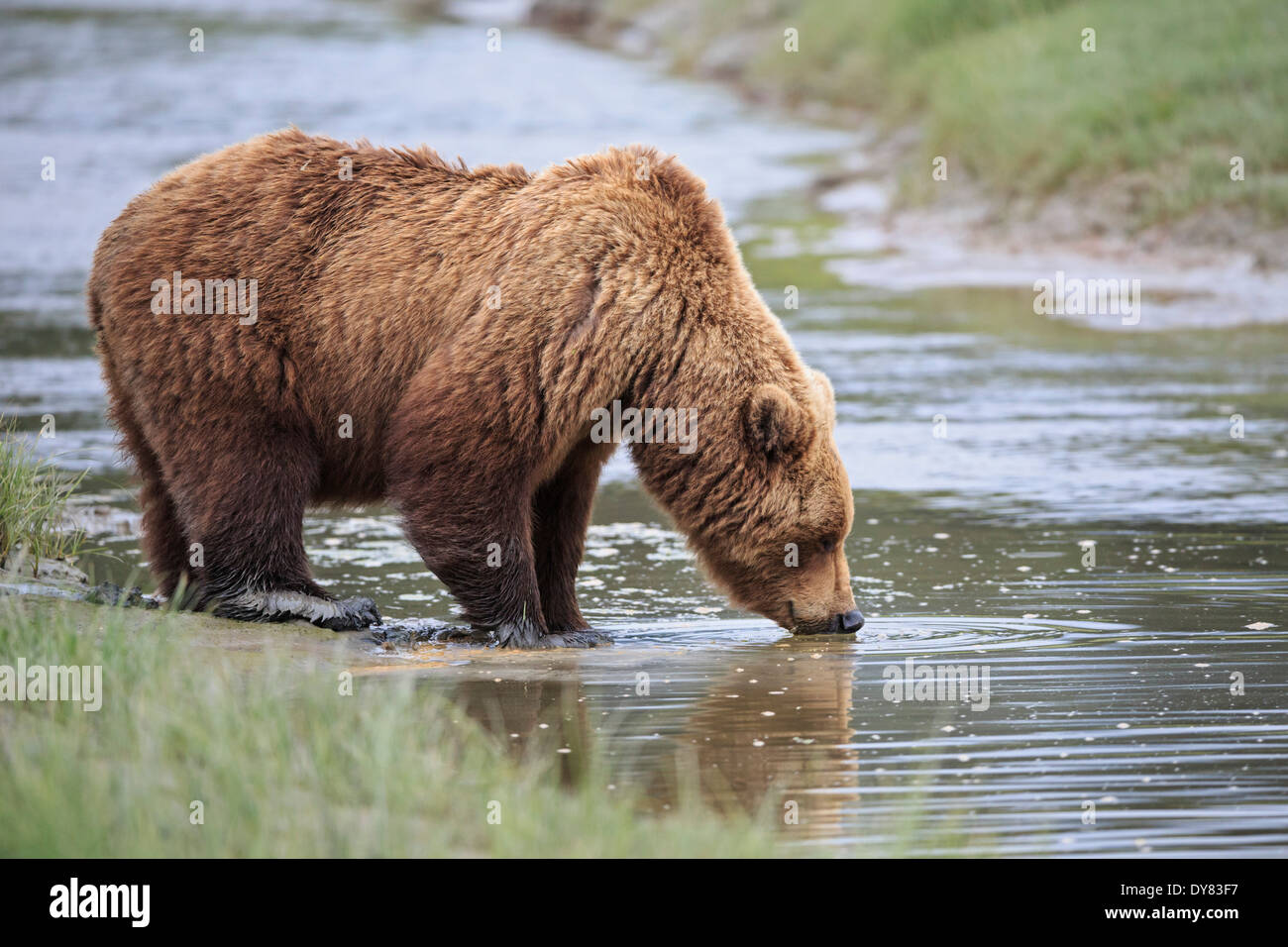 USA, Alaska, Lake Clark National Park and Preserve, Brown bear (Ursus ...