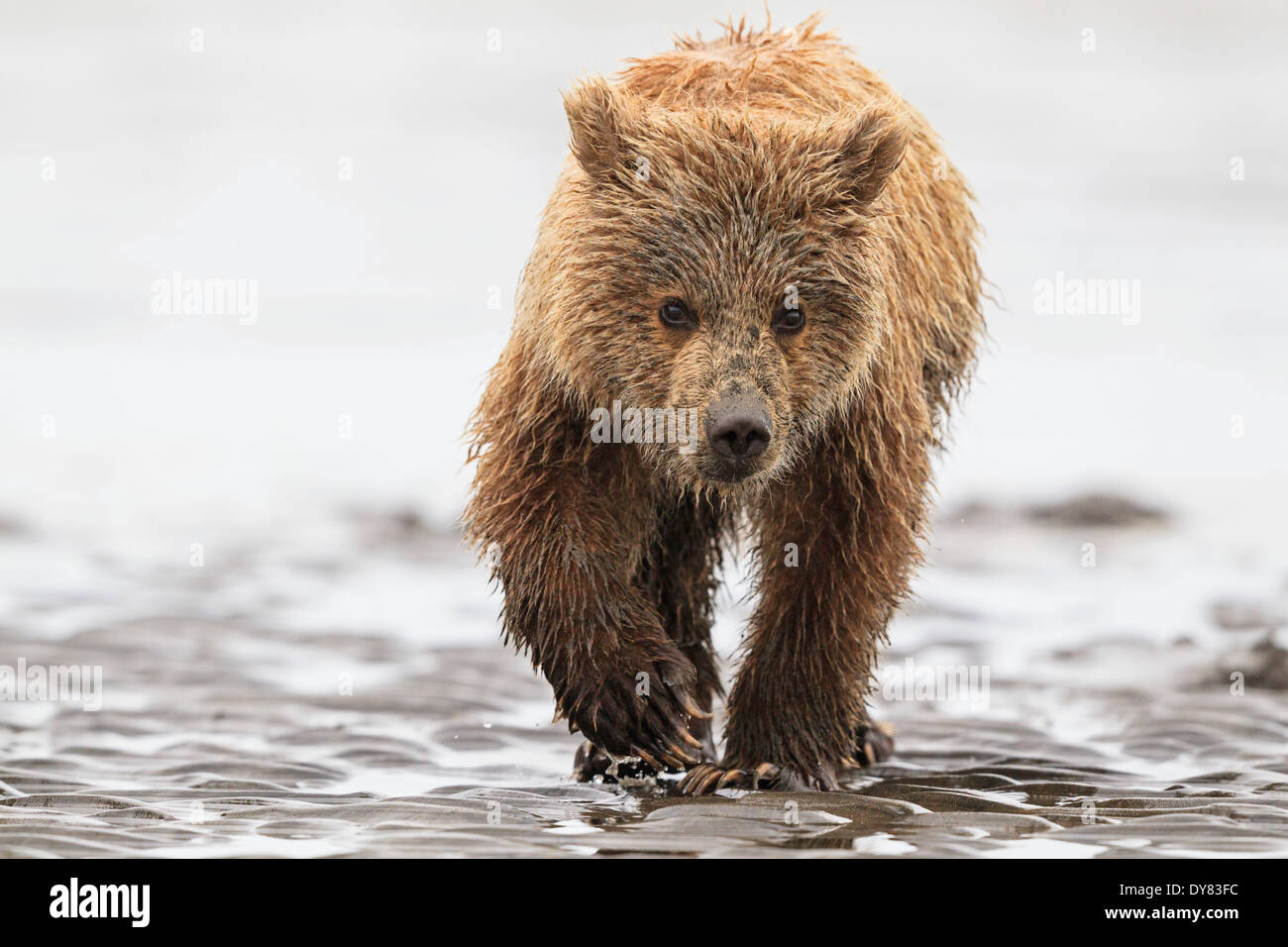 USA, Alaska, Lake Clark National Park and Preserve, Brown bear cub ...