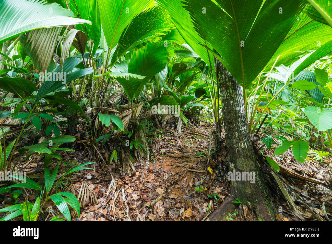 Valle de mai in seychelles! hi-res stock photography and images - Alamy