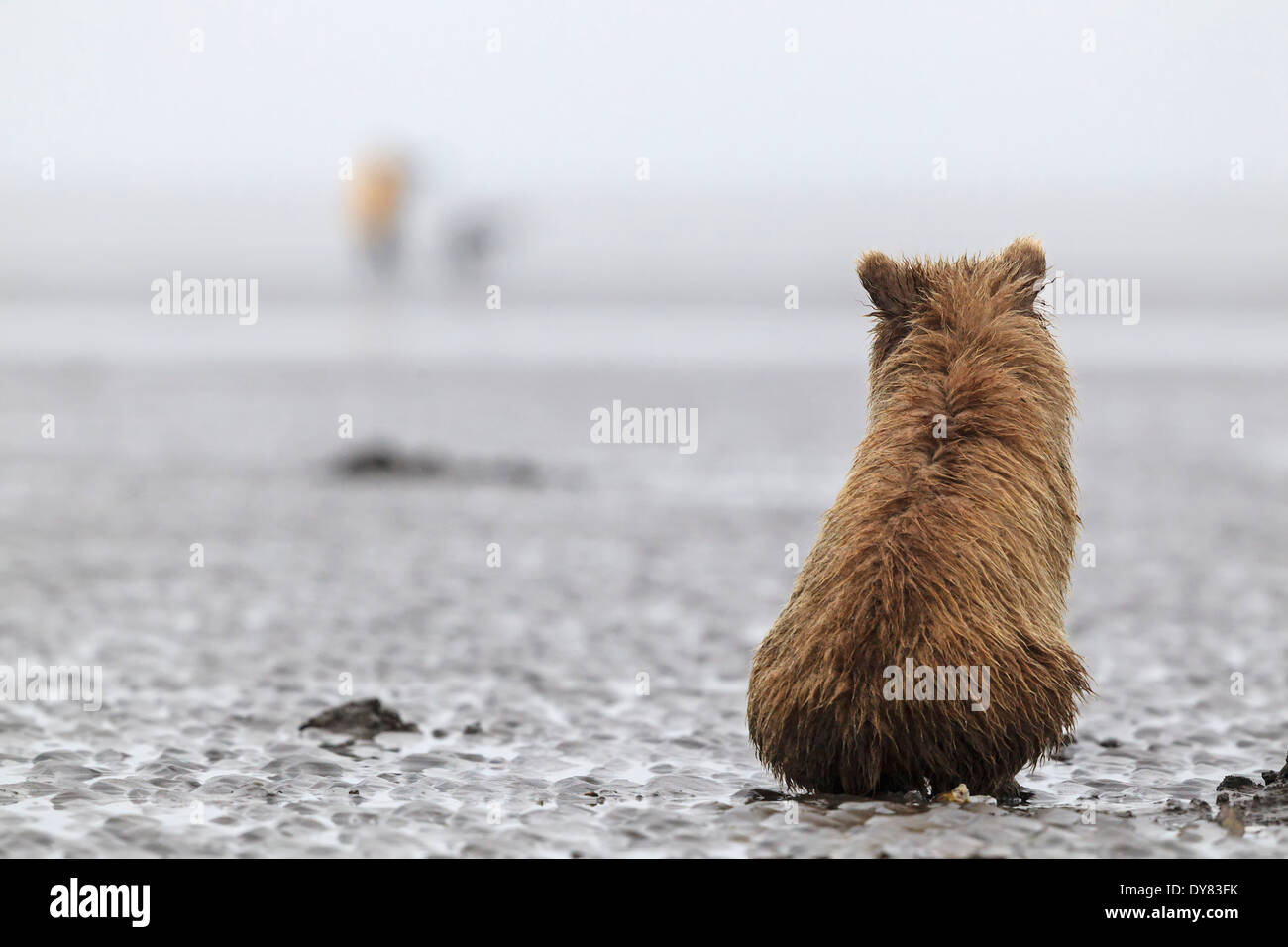 USA, Alaska, Lake Clark National Park and Preserve, Brown bear cub ...