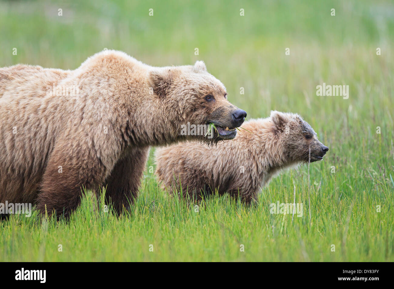 USA, Alaska, Lake Clark National Park and Preserve, Brown bear and bear ...