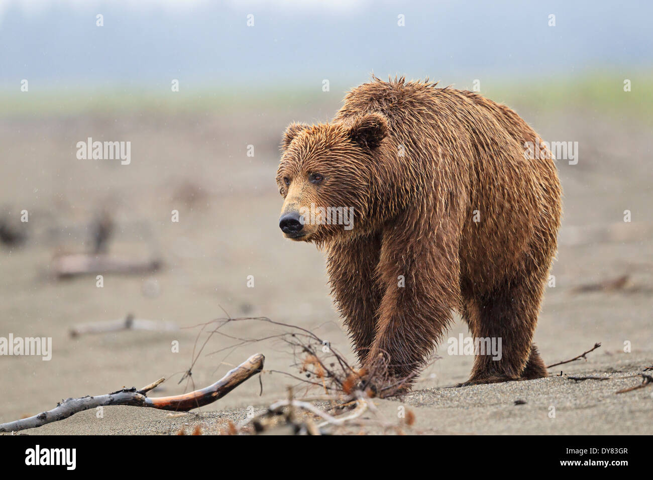 USA, Alaska, Lake Clark National Park and Preserve, Brown bear (Ursus ...
