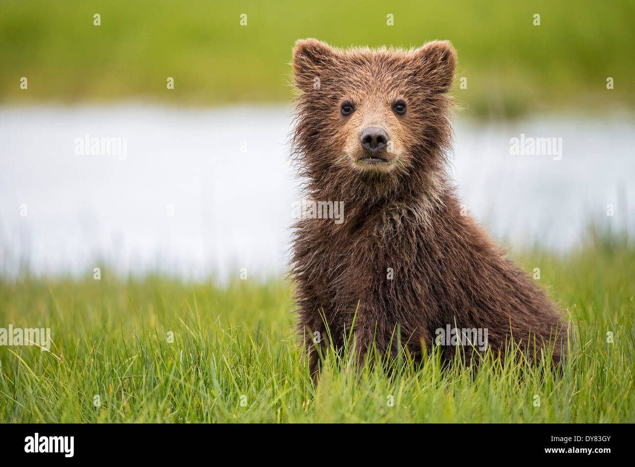 USA, Alaska, Lake Clark National Park and Preserve, Brown bear cub ...