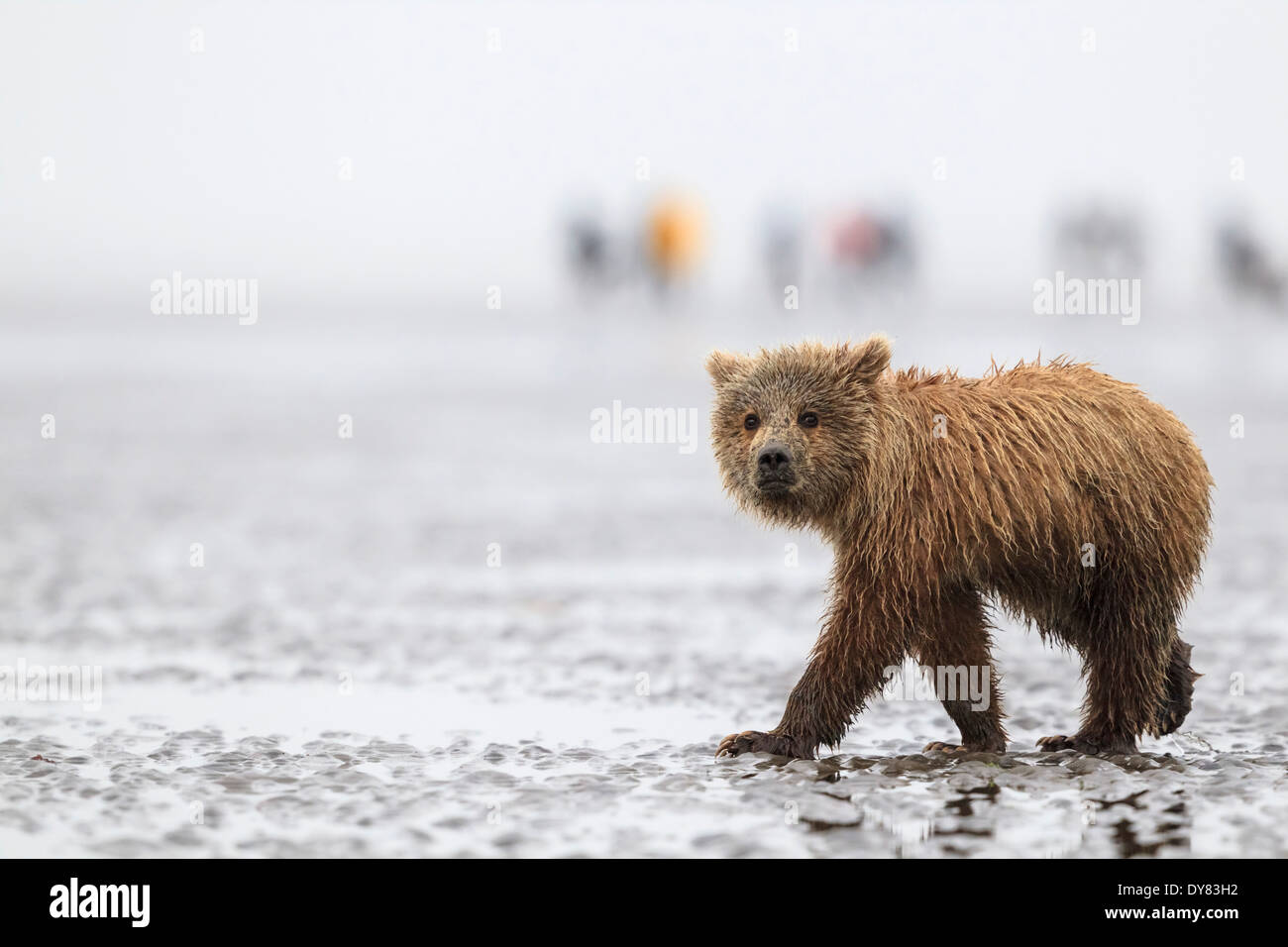 USA, Alaska, Lake Clark National Park and Preserve, Brown bear cub ...