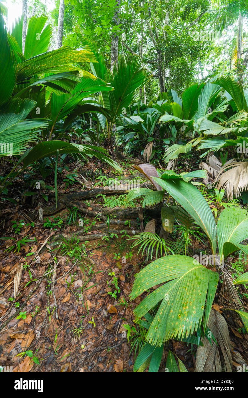 Valle de mai in seychelles! hi-res stock photography and images - Alamy