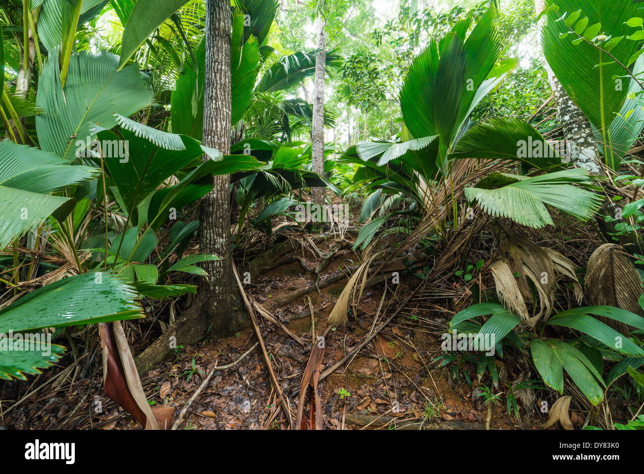 tropical forest in Valle de Mai, Praslin, Seychelles Stock Photo - Alamy