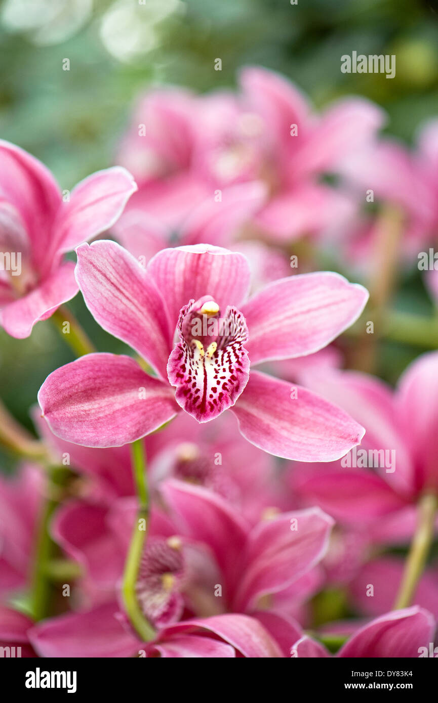 beautiful pink orchid flower with green tropical plants Stock Photo - Alamy
