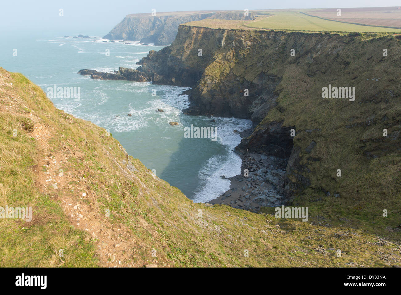 Seals Mutton Cove near Godrevy St Ives Bay Cornwall coast England UK ...