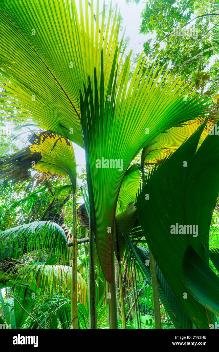 Valle de mai in seychelles! hi-res stock photography and images - Alamy