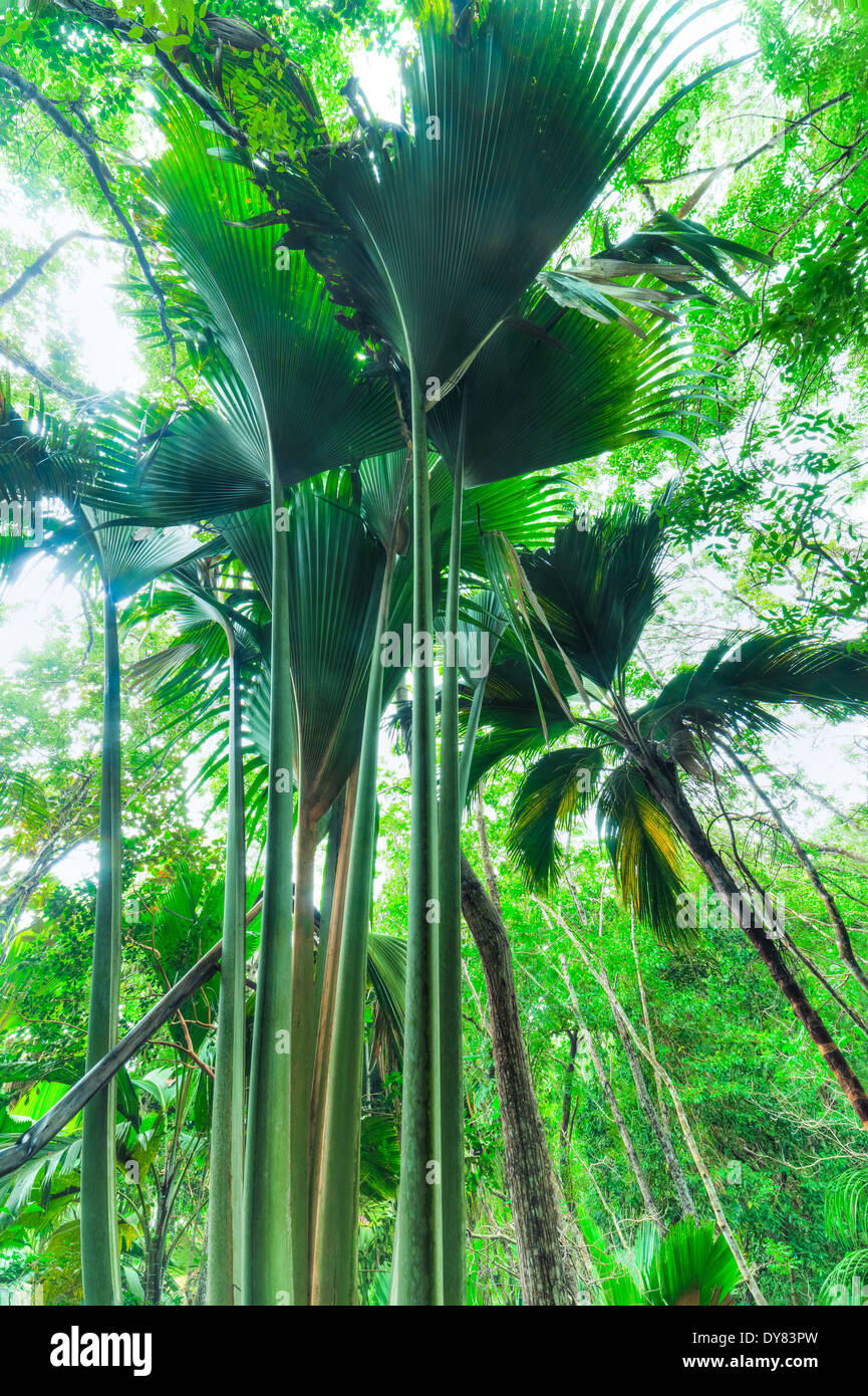 Valle de mai in seychelles! hi-res stock photography and images - Alamy
