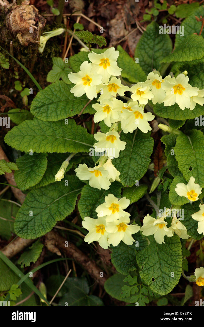 Spring flowers uk ireland hi-res stock photography and images - Alamy