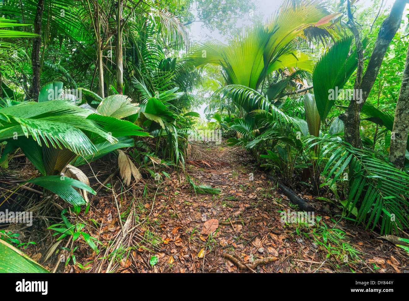 tropical forest in Valle de Mai, Praslin, Seychelles Stock Photo - Alamy