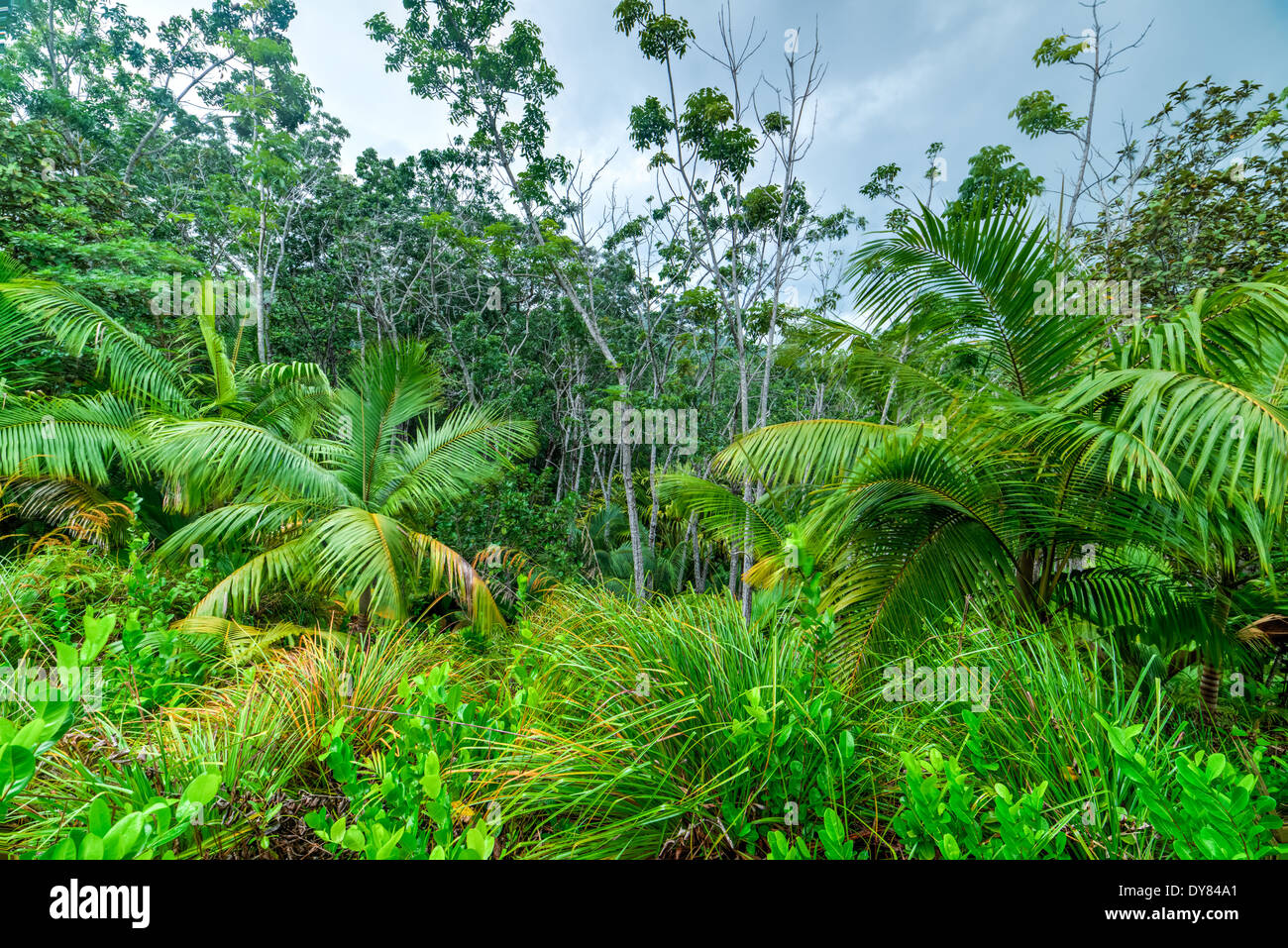 Valle de mai in seychelles! hi-res stock photography and images - Alamy
