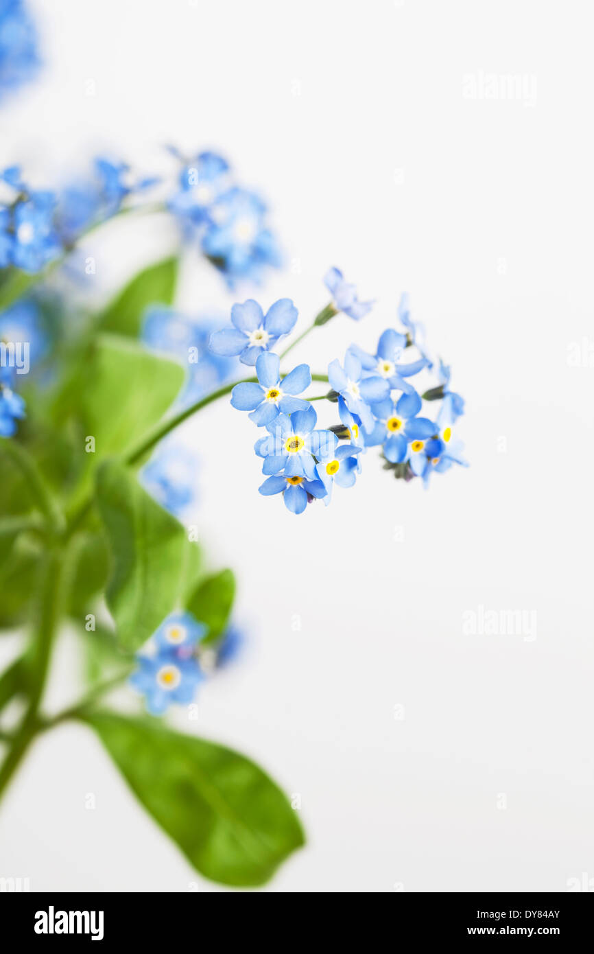 Forget-me-not (Myosotis sylvatica) in front of white background Stock ...
