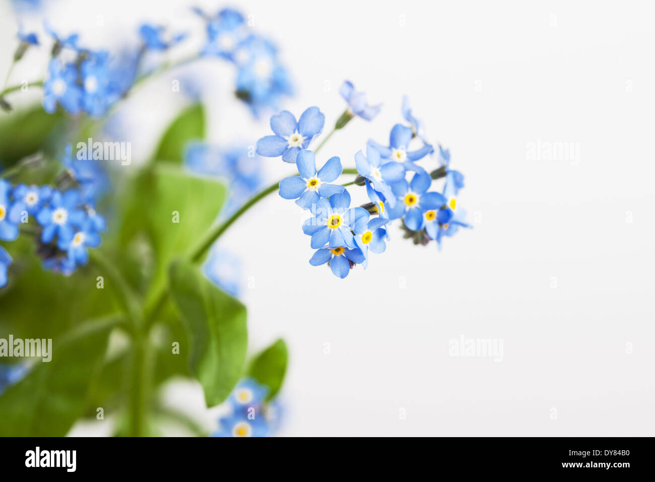 Forget-me-not (Myosotis sylvatica) in front of white background Stock ...