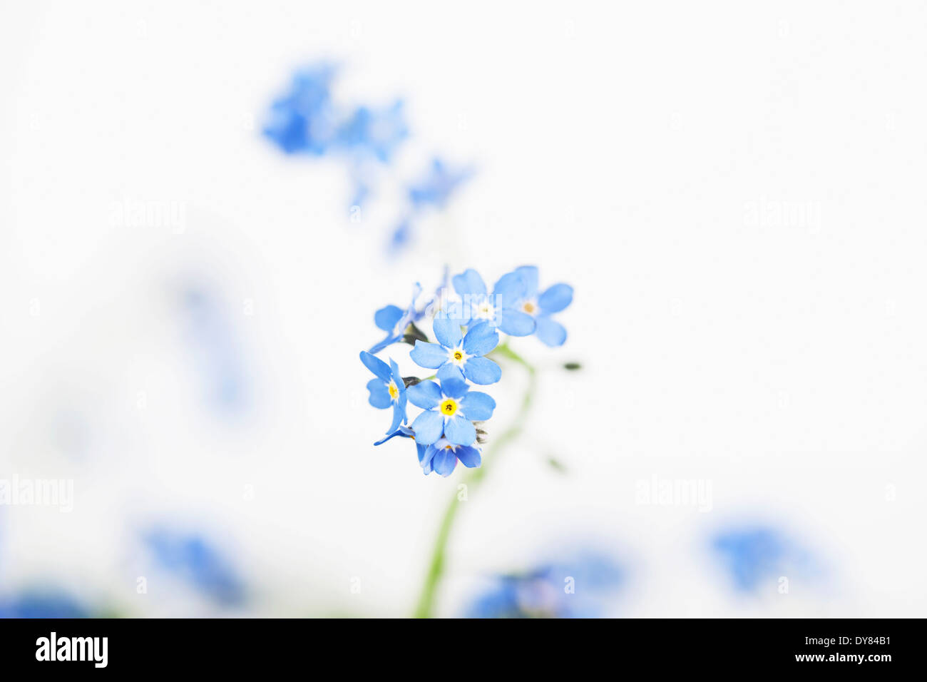 Forget-me-not (Myosotis sylvatica) in front of white background Stock ...