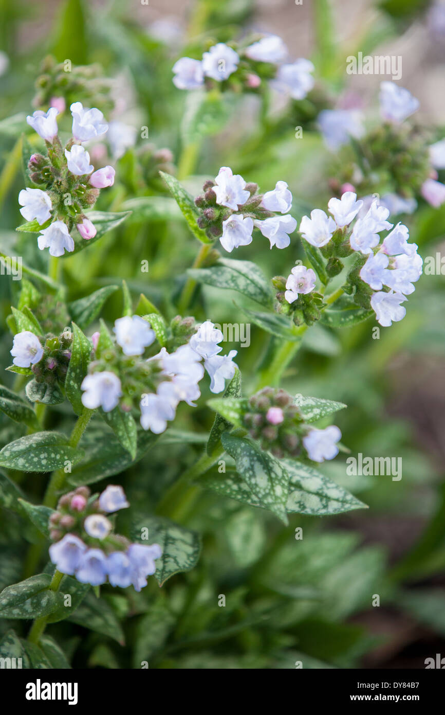 Lungwort hi-res stock photography and images - Alamy