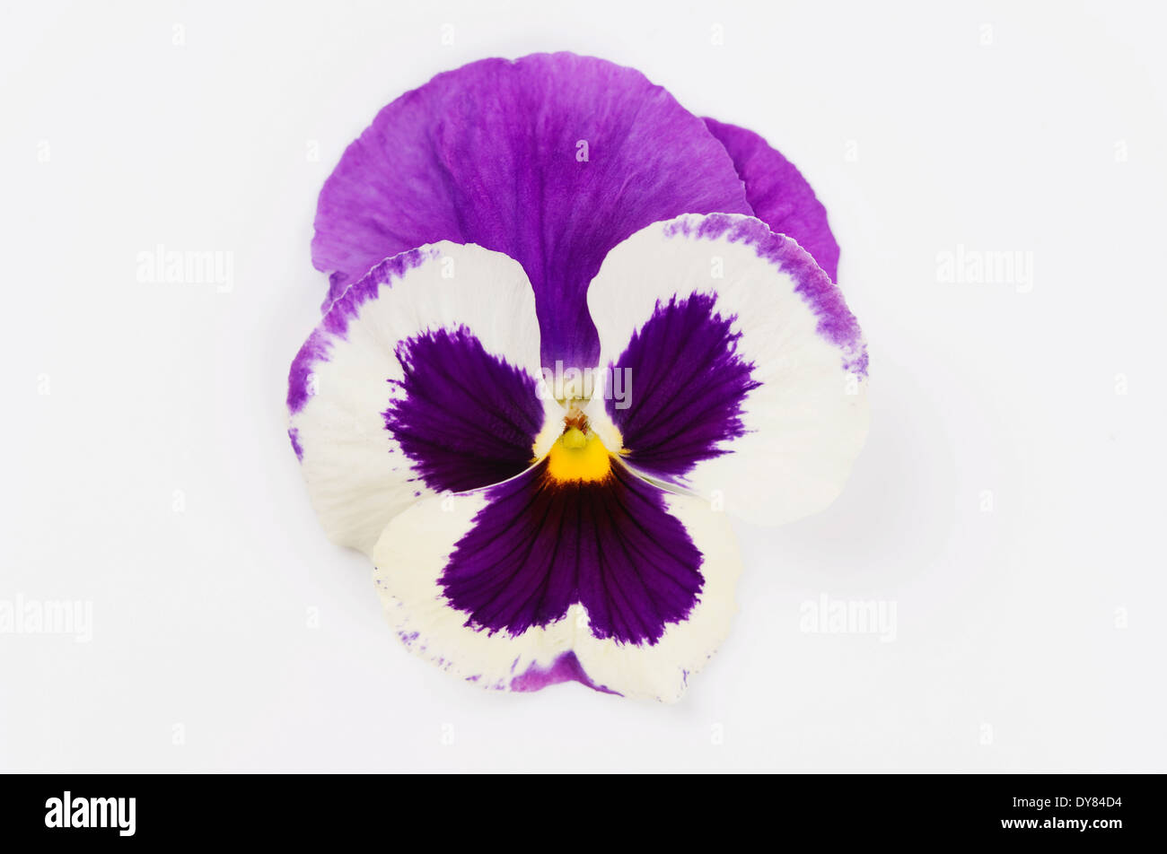 Single pansy (Viola) on white background Stock Photo - Alamy