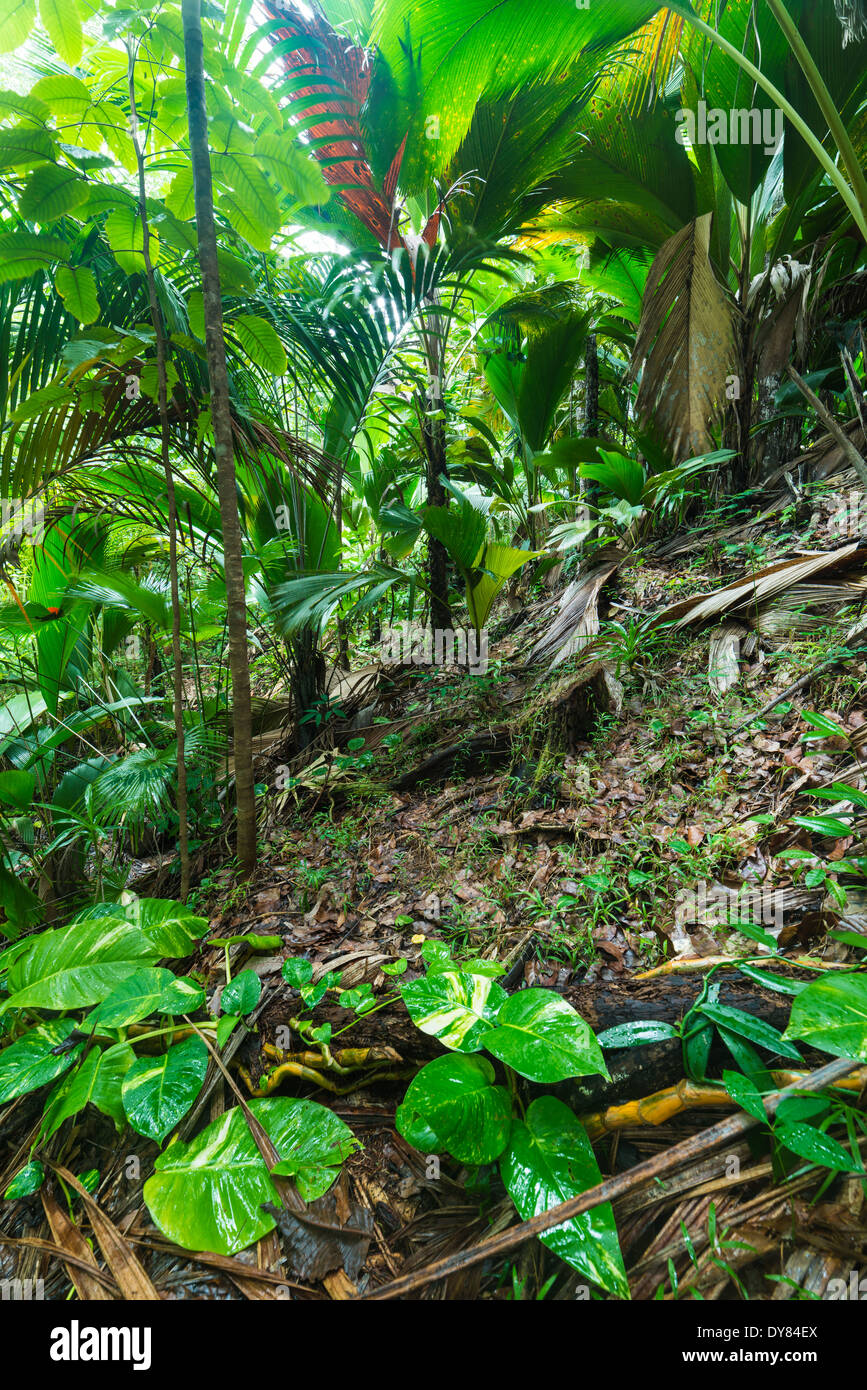 Valle de mai in seychelles! hi-res stock photography and images - Alamy