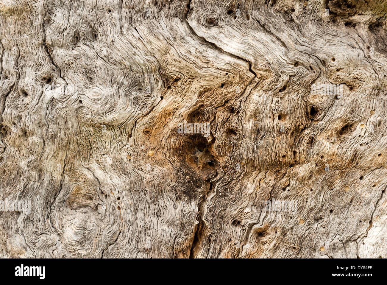 interesting patterns swirls lines and texture in trunk of mature ...