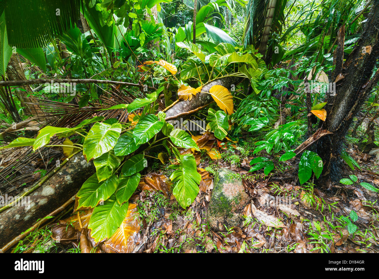 tropical forest in Valle de Mai, Praslin, Seychelles Stock Photo - Alamy