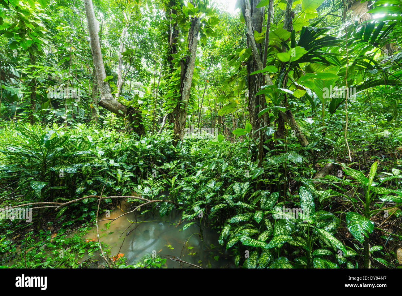 tropical forest in Valle de Mai, Praslin, Seychelles Stock Photo - Alamy