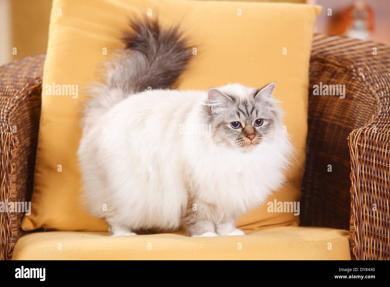 Birman cat, blue tabby point hi-res stock photography and images - Alamy
