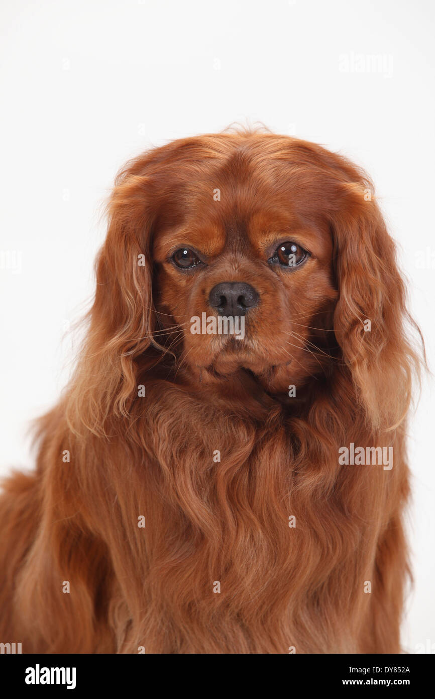 Cavalier King Charles Spaniel, male, ruby Stock Photo - Alamy