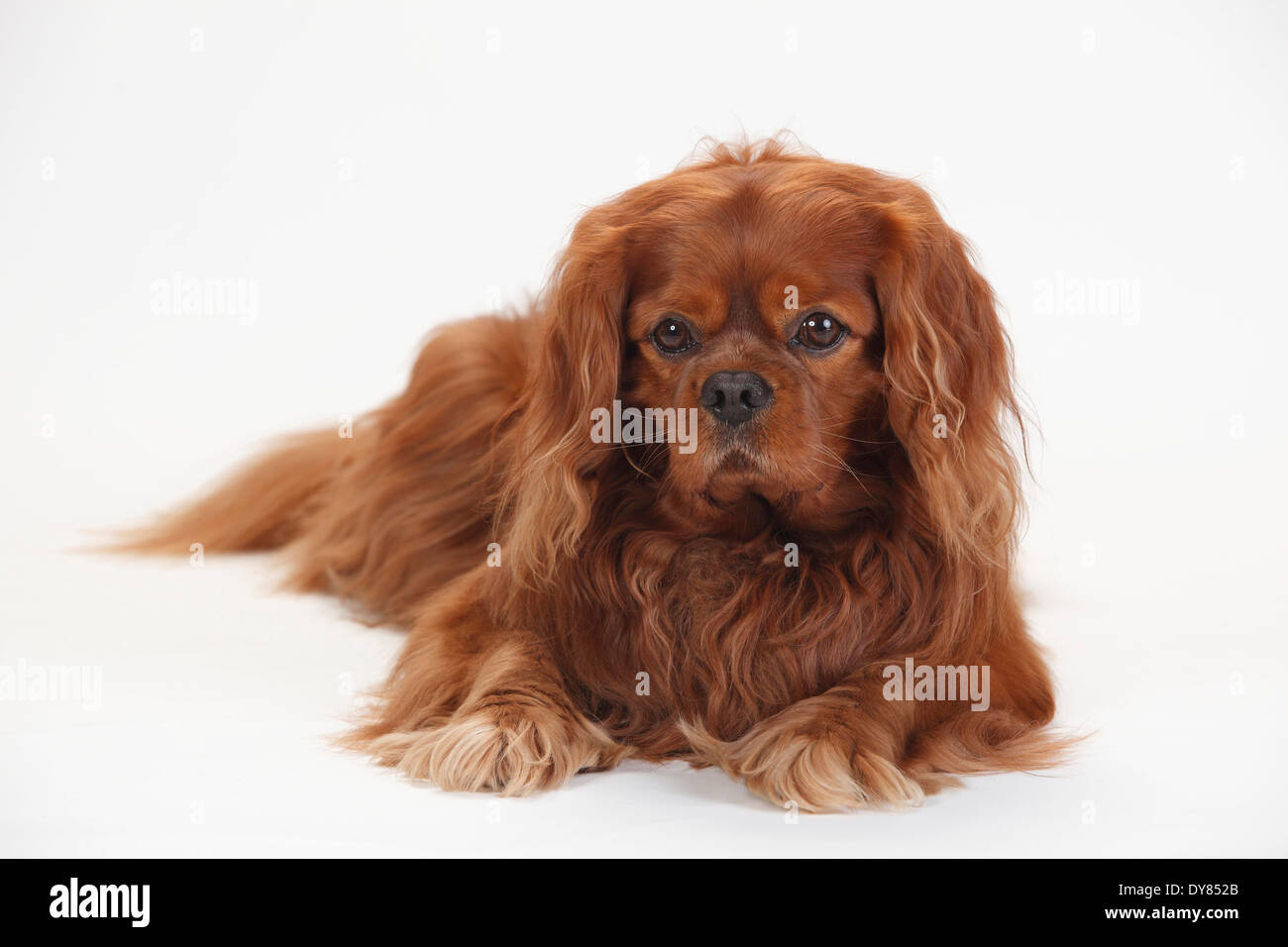 Ruby cavalier king charles spaniel hi-res stock photography and images ...