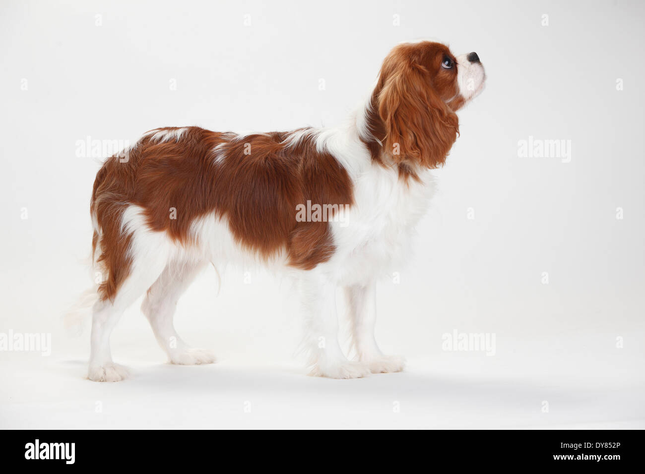 Cavalier king charles spaniel blenheim hi-res stock photography and ...