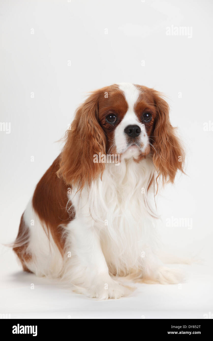 Cavalier king charles spaniel blenheim hi-res stock photography and ...