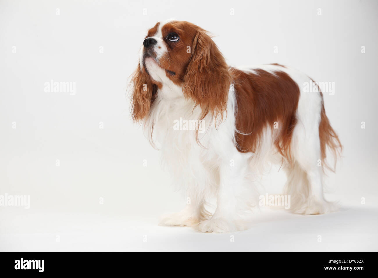 Cavalier King Charles Spaniel, blenheim, male Stock Photo - Alamy