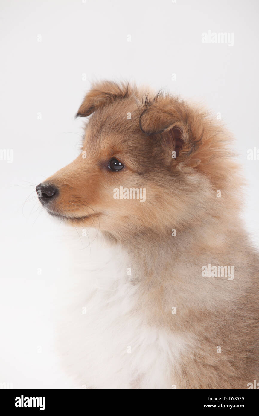 Sheltie, puppy, portrait Stock Photo - Alamy