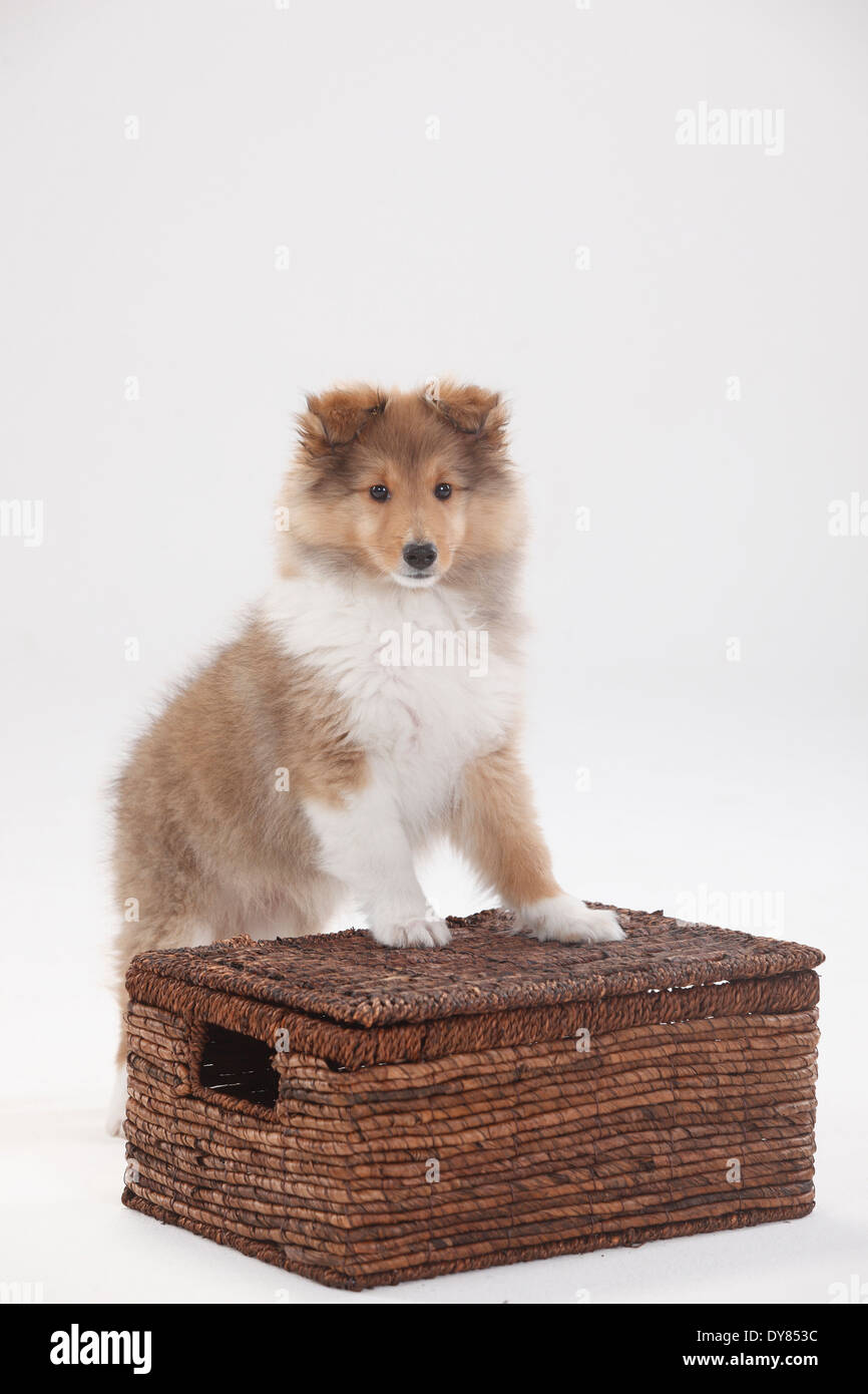 Sheltie Standing High Resolution Stock Photography and Images - Alamy