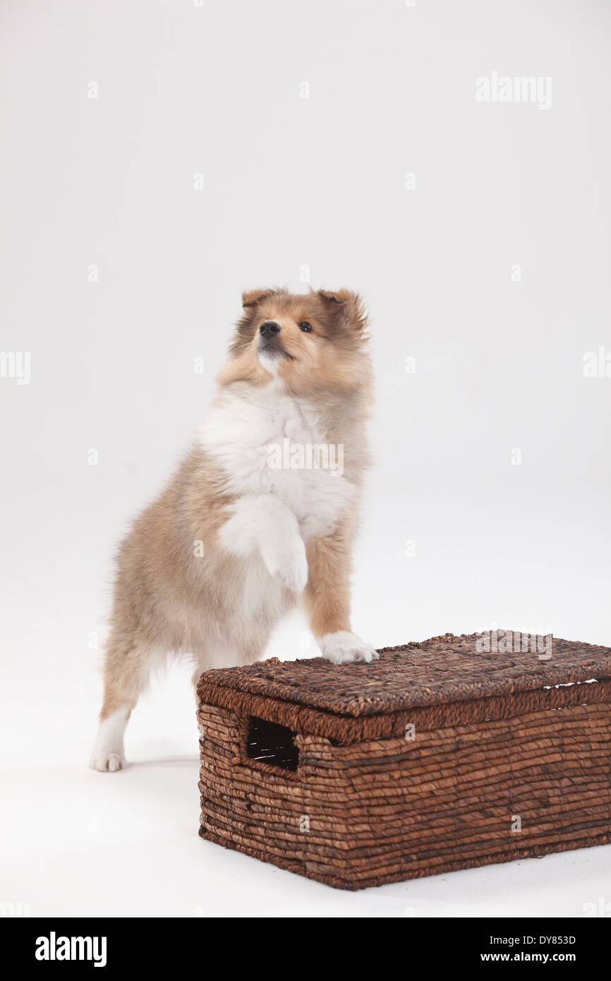Sheltie Standing High Resolution Stock Photography and Images - Alamy
